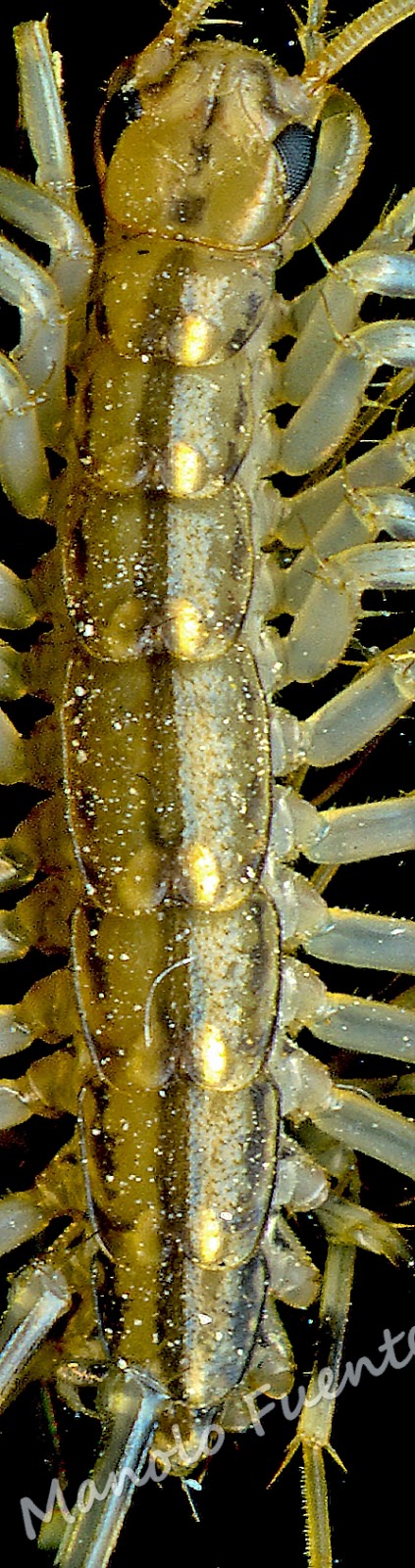 Miriápodos de Andalucía