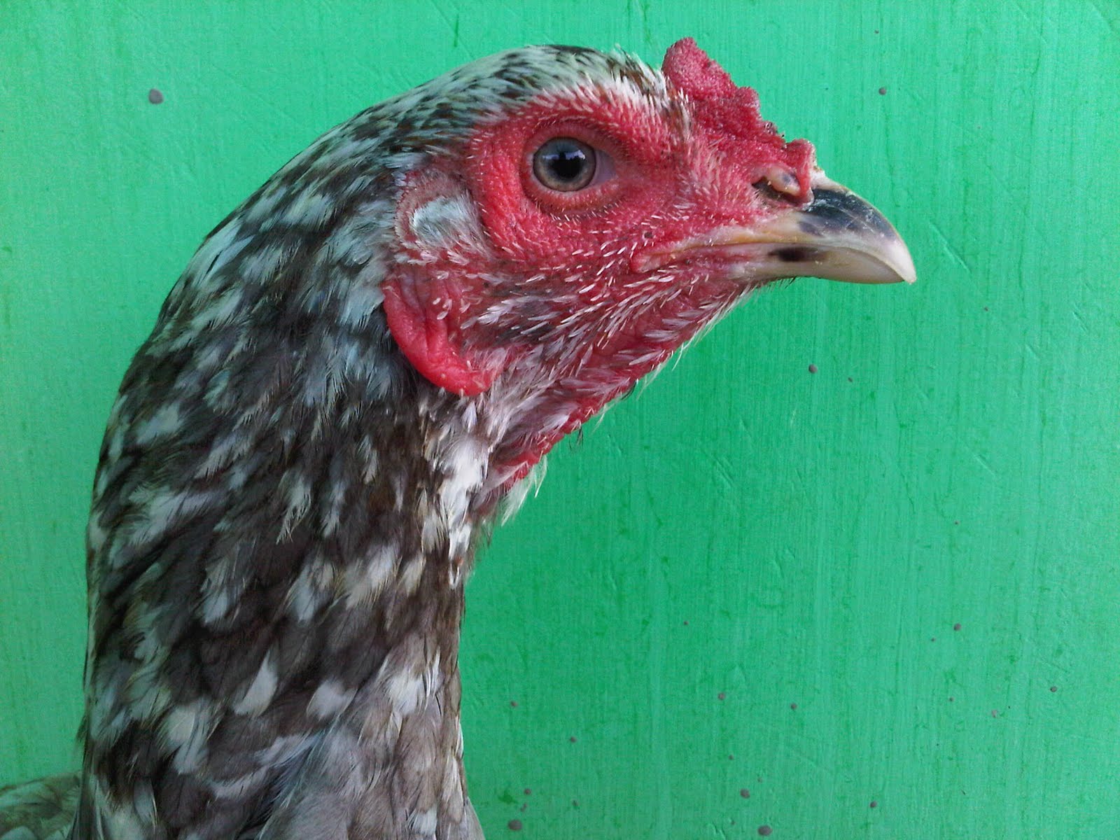 PETERNAKAN AYAM BANGKOK IMPORT: BABON IMPORT