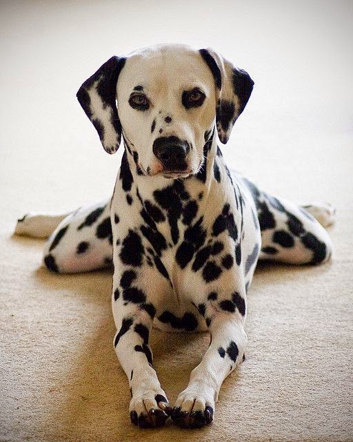 Dalmation Dog | Birds and Animals Collection