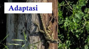 Adaptasi : Pengertian, Pengertian Menurut Para Ahli, Jenis dan Tujuan