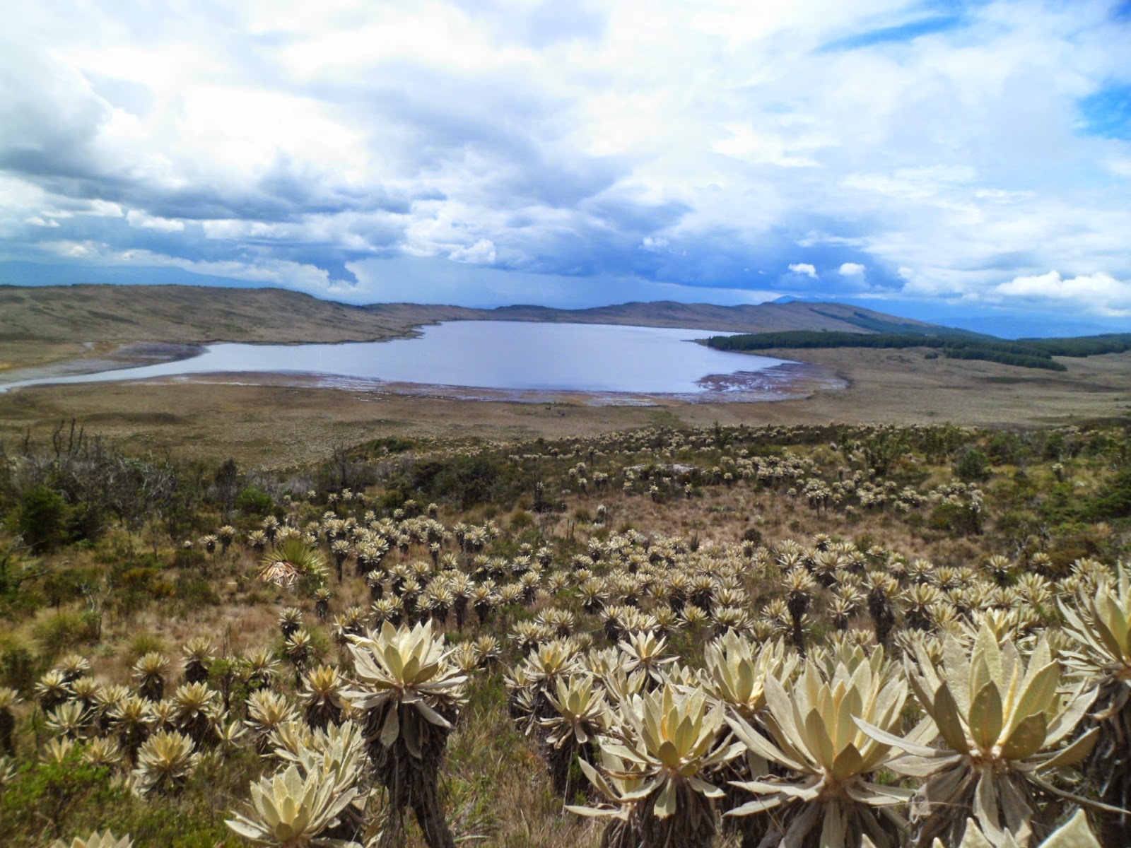 EDUCACIÓN AMBIENTAL PARA LA PROTECCIÓN DE PÁRAMOS: PARAMO EL RABANAL ...