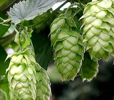 Lupulo y Malta: Lúpulos y cálculos de uso
