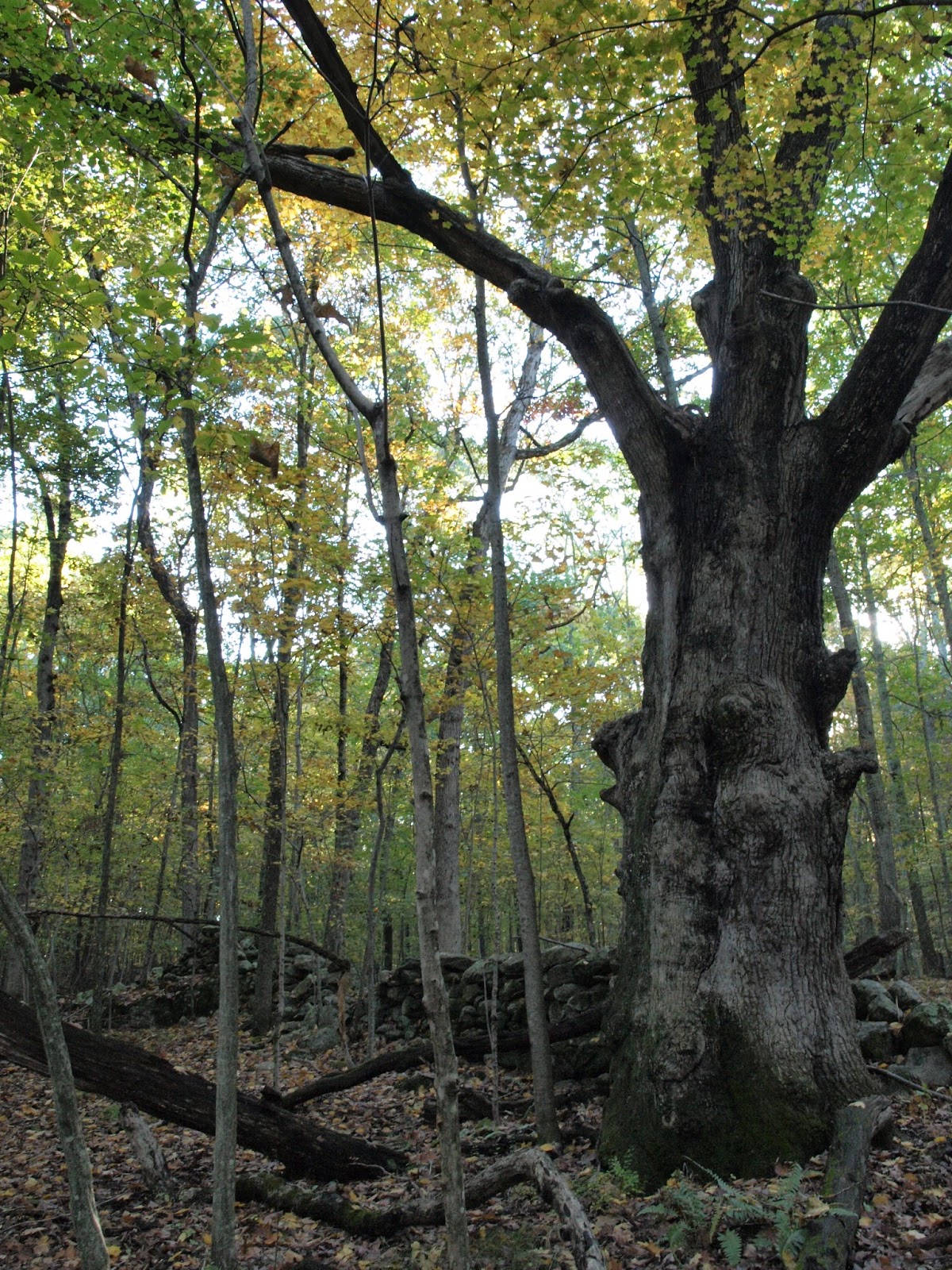 A Life Inspired by Nature: Land of Grand Trees!