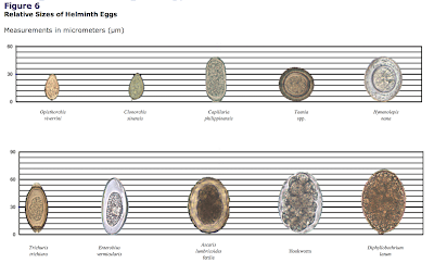 All about Medicine: Relative Sizes of Helminth Eggs
