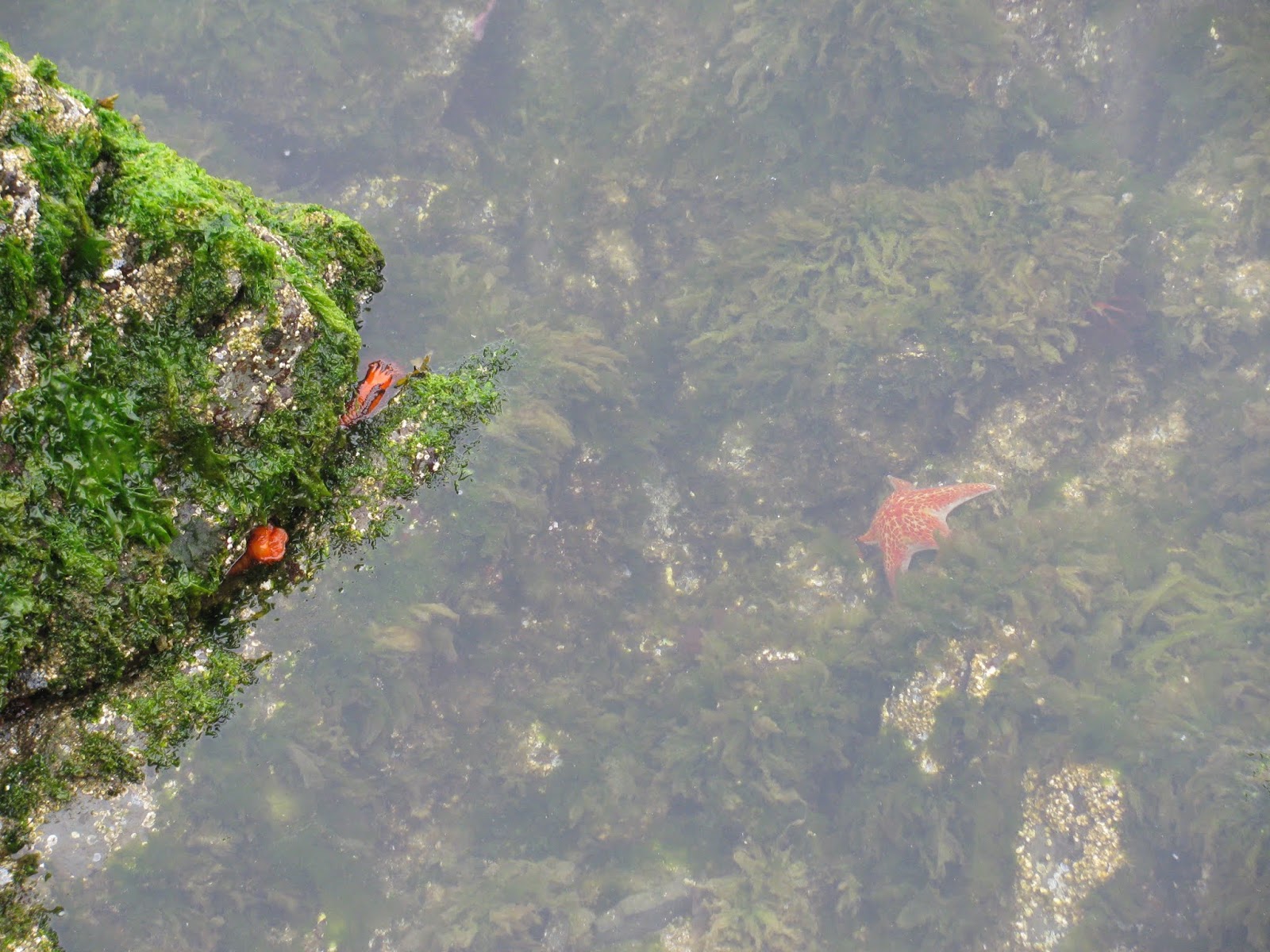 To Capture the Eye: Denizens of the deep -- and elsewhere