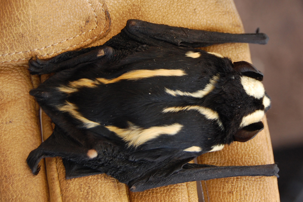 Real Monstrosities: Badger Bat?