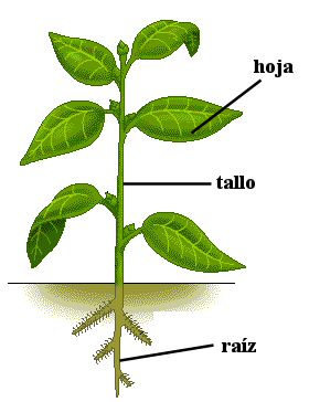 partes de las plantas : PARTES DE LAS PLANTAS