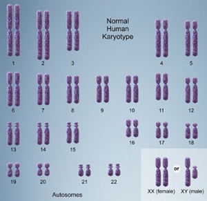 BIOLOGI TOPI BIRU: SUBSTANSI GENETIKA