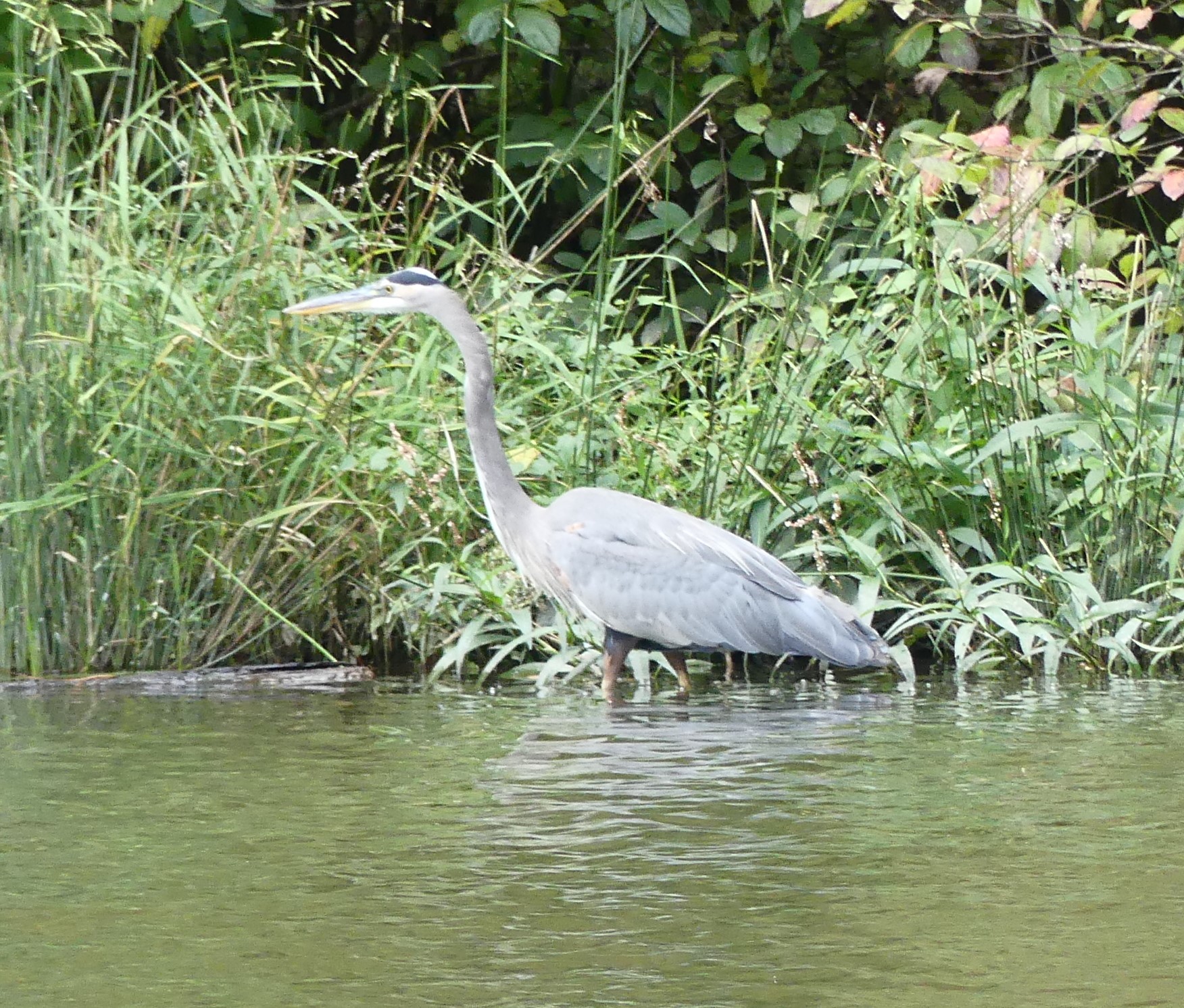 Raleigh Daily Photo: Two lakes, two birds