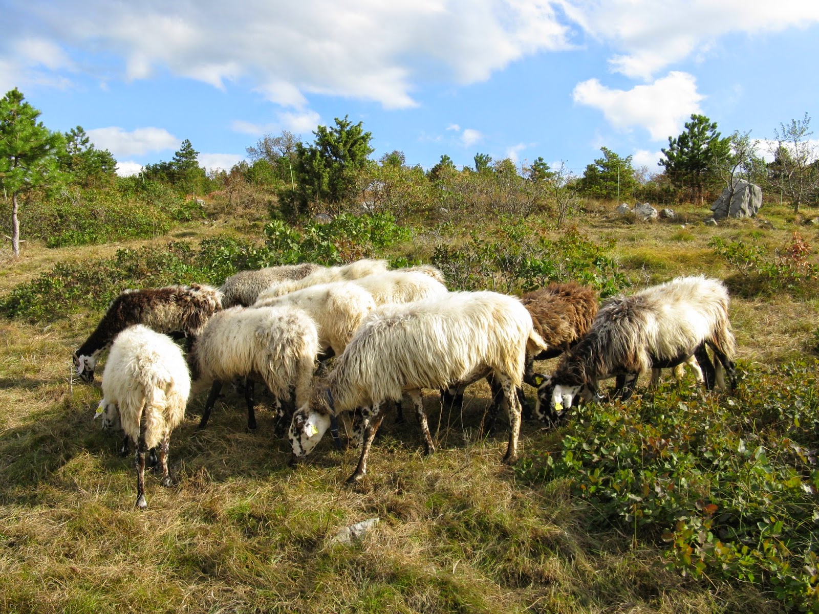 Natečaj Kraška hiša: Kraška ovca