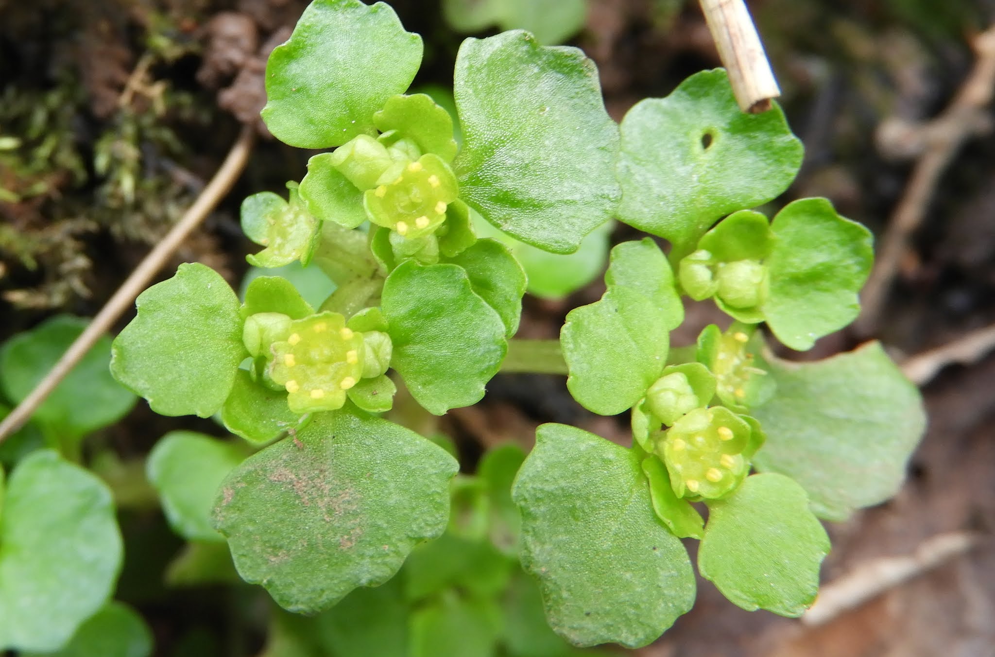 birdingexmouth: Opposite-leaved Golden-saxifrage
