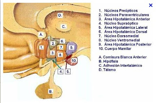 Endocrinología Ginecológica: Hipotálamo