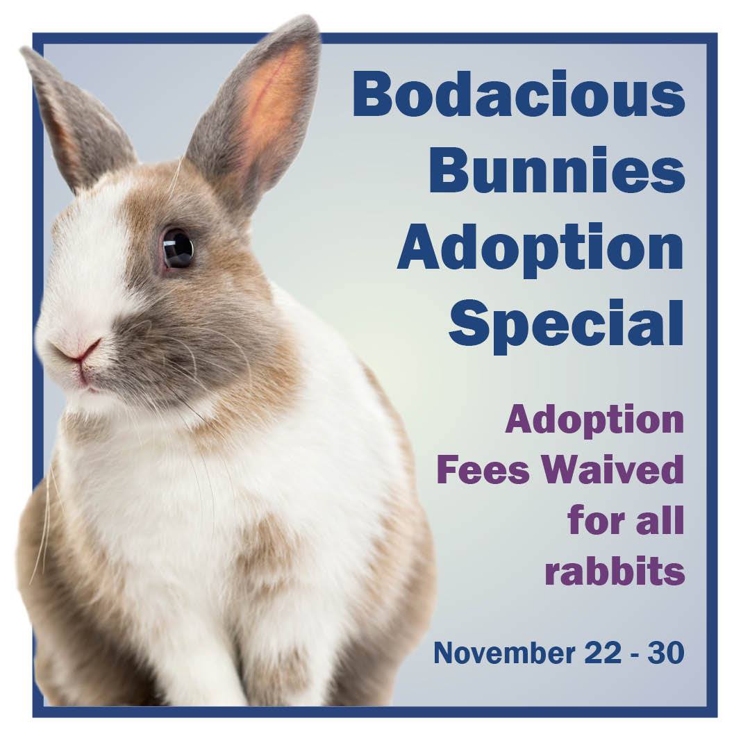 Shelter Dogs of Portland: "BUNNY ADOPTION SPECIAL" (including 4 month ...
