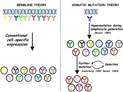 Elderly care: THEORIES OF AGING. The Somatic Mutation Theory of Aging