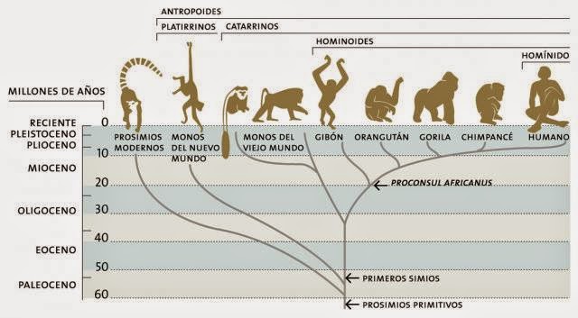 FUNDAMENTOS DE LA CIENCIA: EL TRABAJO Y LA ALIMENTACIÓN CARNÍVORA EN ...