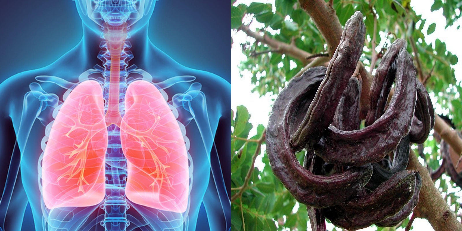 9 protective foods against coronavirus targeting the lungs