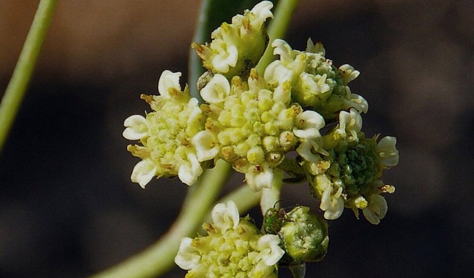 Resina del guayule reduce el tamaño de tumores cancerígenos hasta en 80 ...