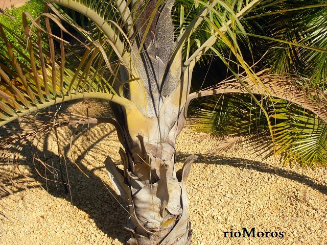 PALMERA TRIANGULAR: Dypsis decaryi | Plantas rioMoros