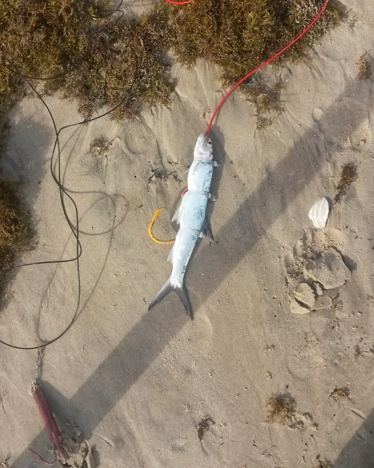 Texas By Kayak: Sharkathon by Kayak