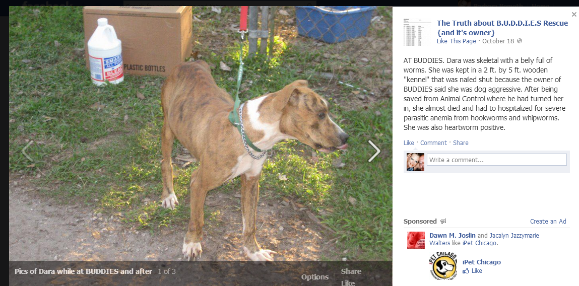 Rescue Hall Of Shame: B.U.D.D.I.E.S Rescue Keith Wandell