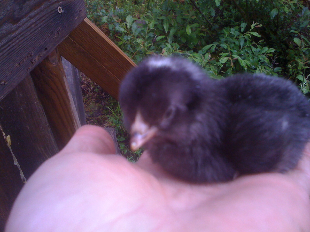 Hønemors hverdag: Kyllinger!