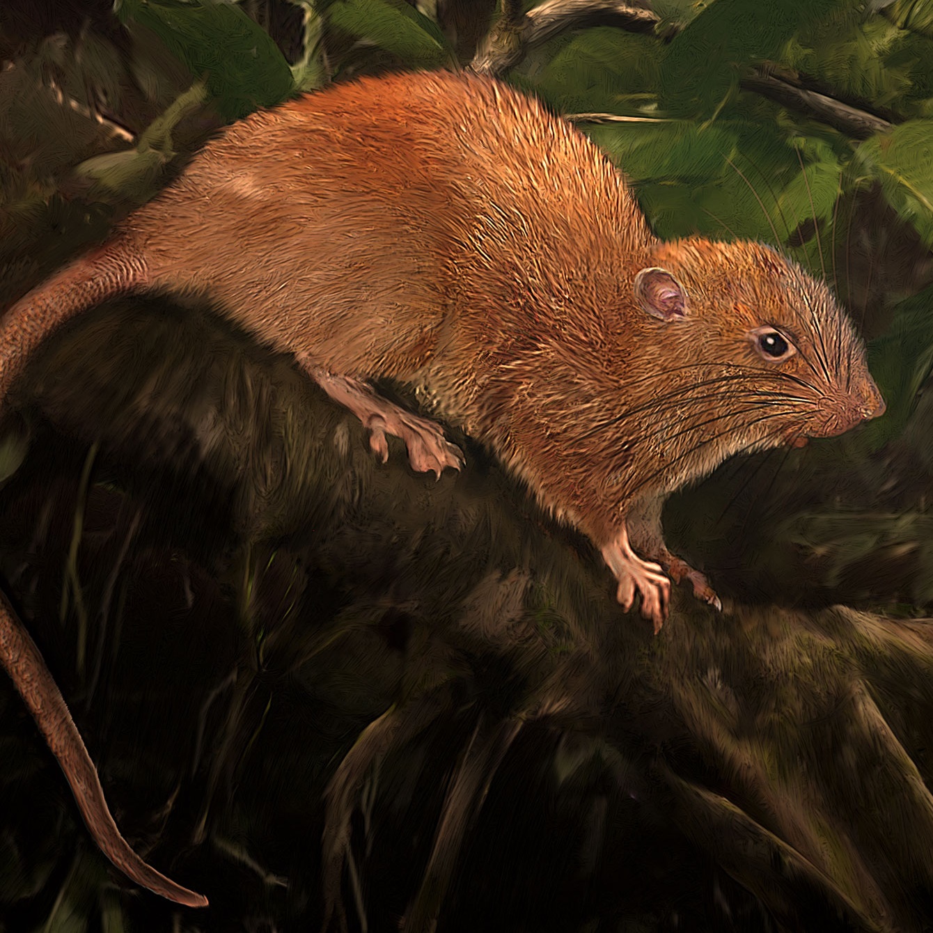 Species New to Science: [Mammalogy • 2017] Uromys vika • A New Species ...