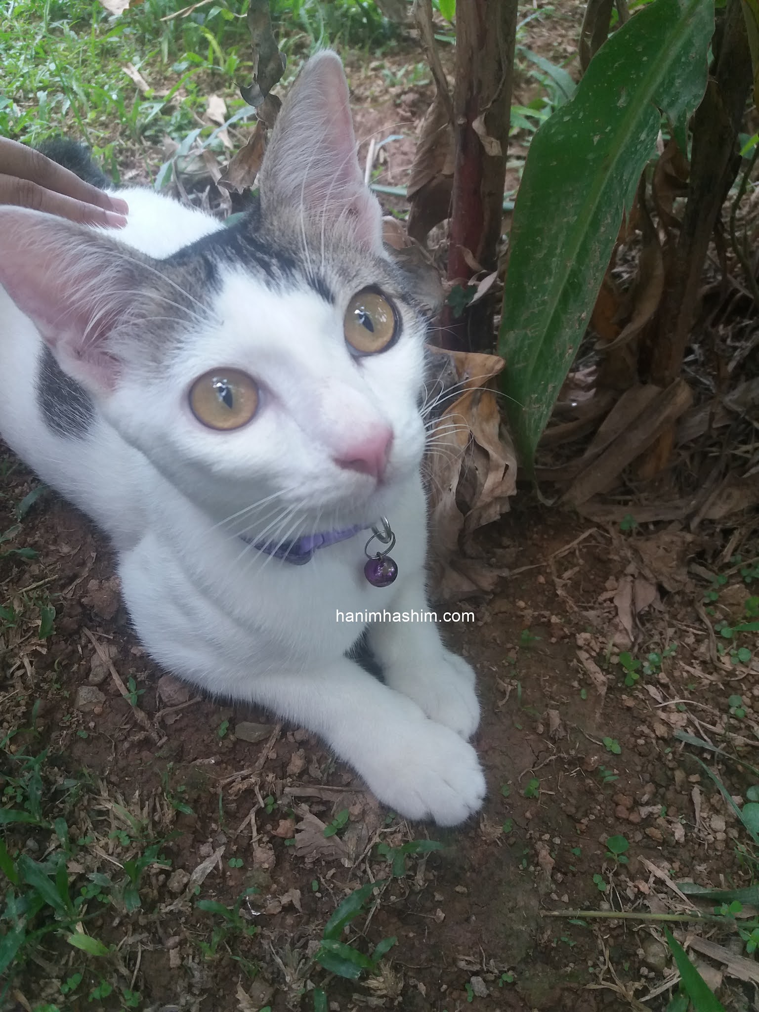 Klinik Haiwan (Taman Alkaff Ipoh, Perak) - 獸醫務所 - Veterinary - klinik ...