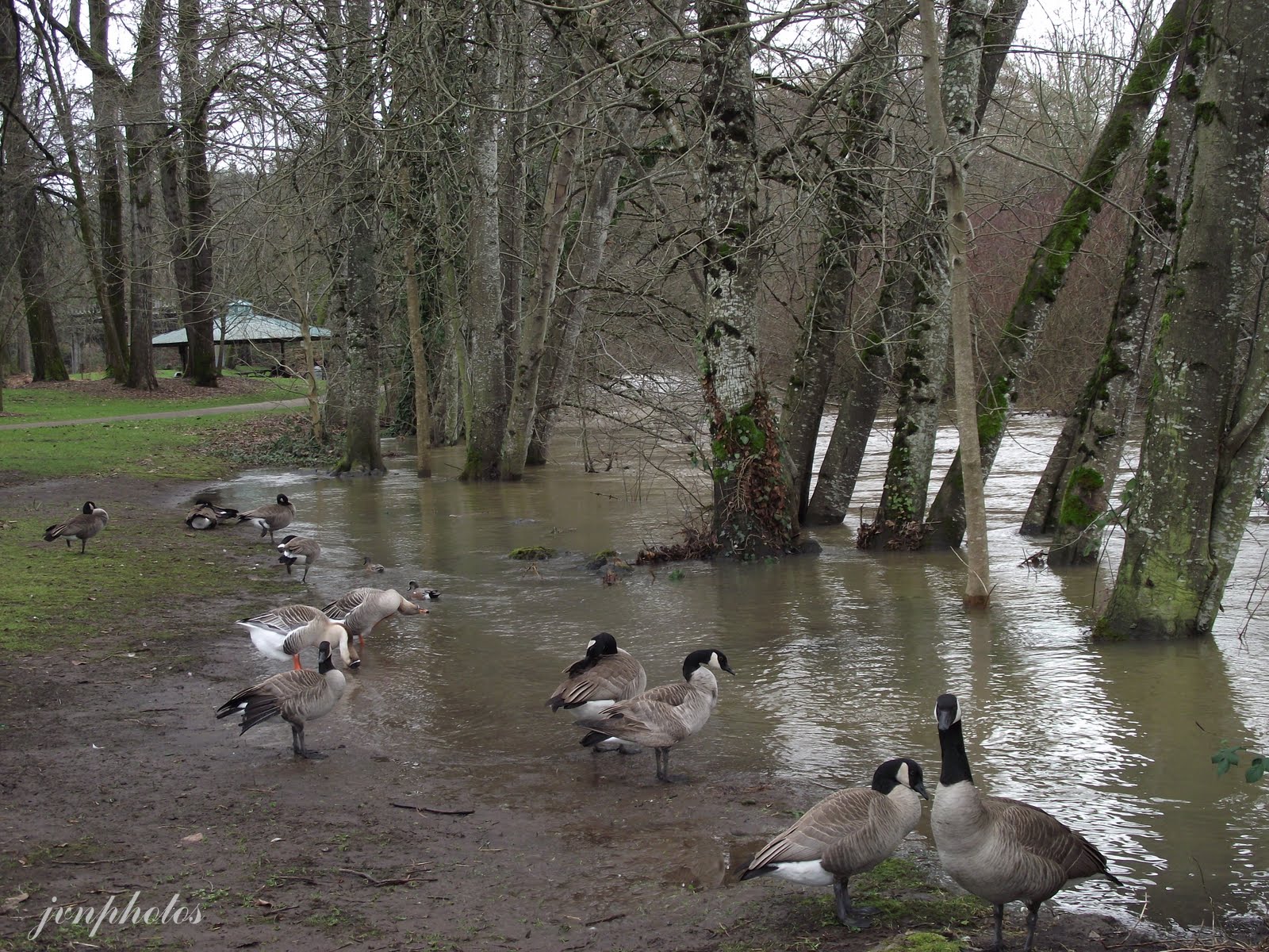 Photos by Jan: Island Park-Springfield, Oregon