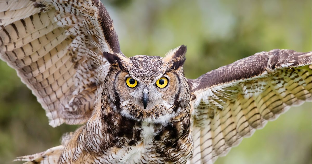 OWL - MARVEL OF NATURE.