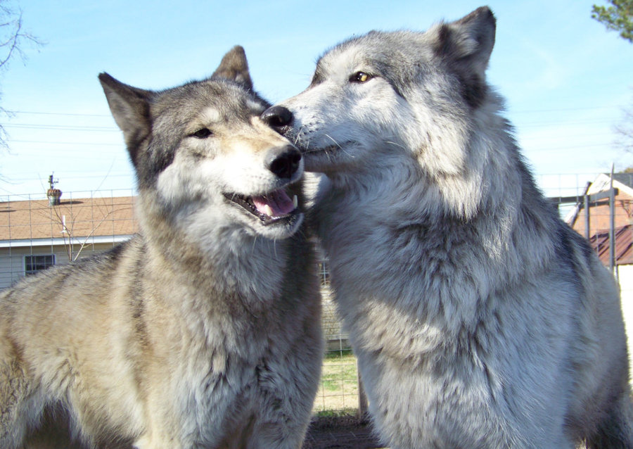 Creation - The Written Truth: HYBRIDS, CROSS BREDS, LIGERS, LIONS ...