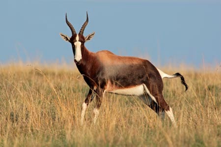 Blesbok Animals | Amazing Facts & Latest Pictures | All Wildlife ...