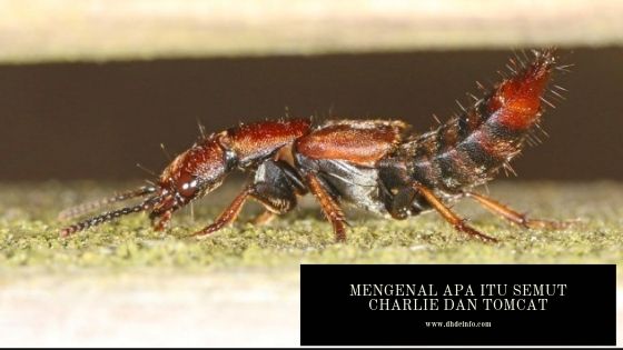 Mengenal Apa Itu Semut Charlie dan Tomcat - Dhdeinfo.com