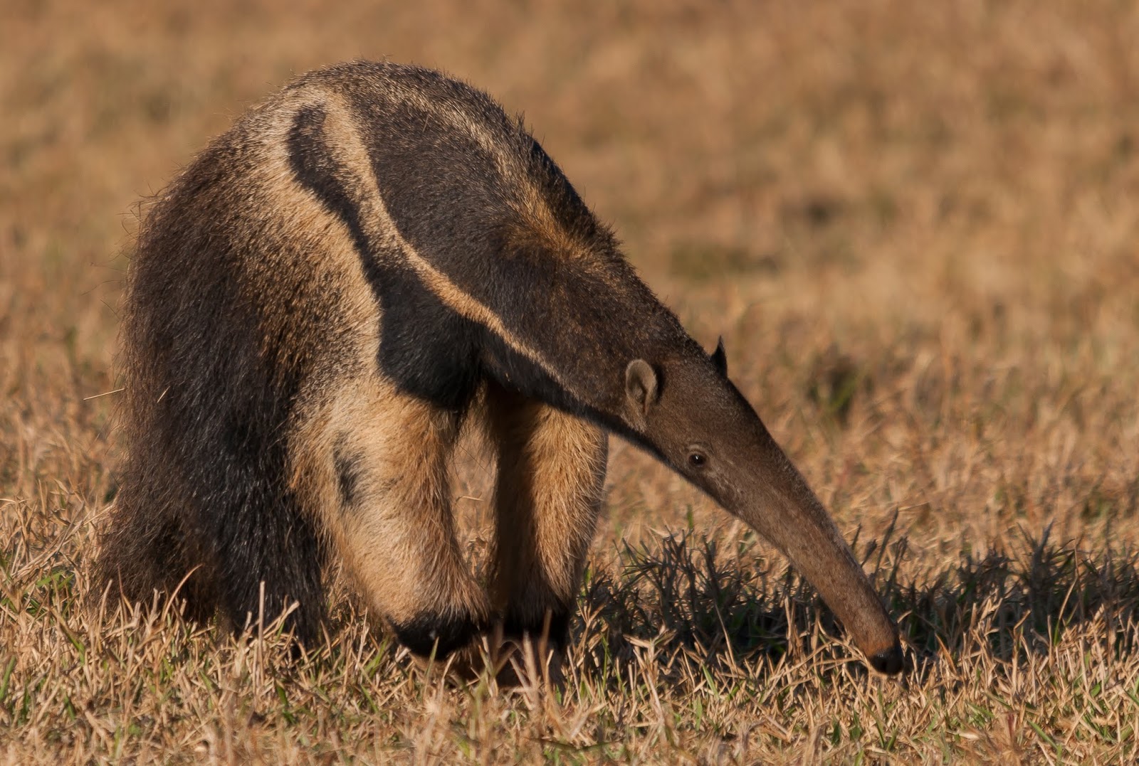 Curiosidades Sobre O Tamanduá Bandeira - RETOEDU