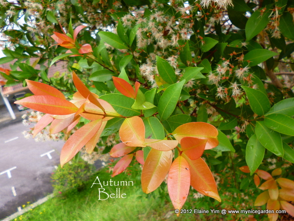 My Nice Garden: Eugenia oleina Tree - Syzygium myrtifolium