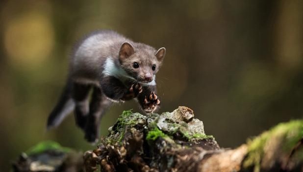 El Blog de Acebedo: La "invasora" Garduña, conocida popularmente como ...
