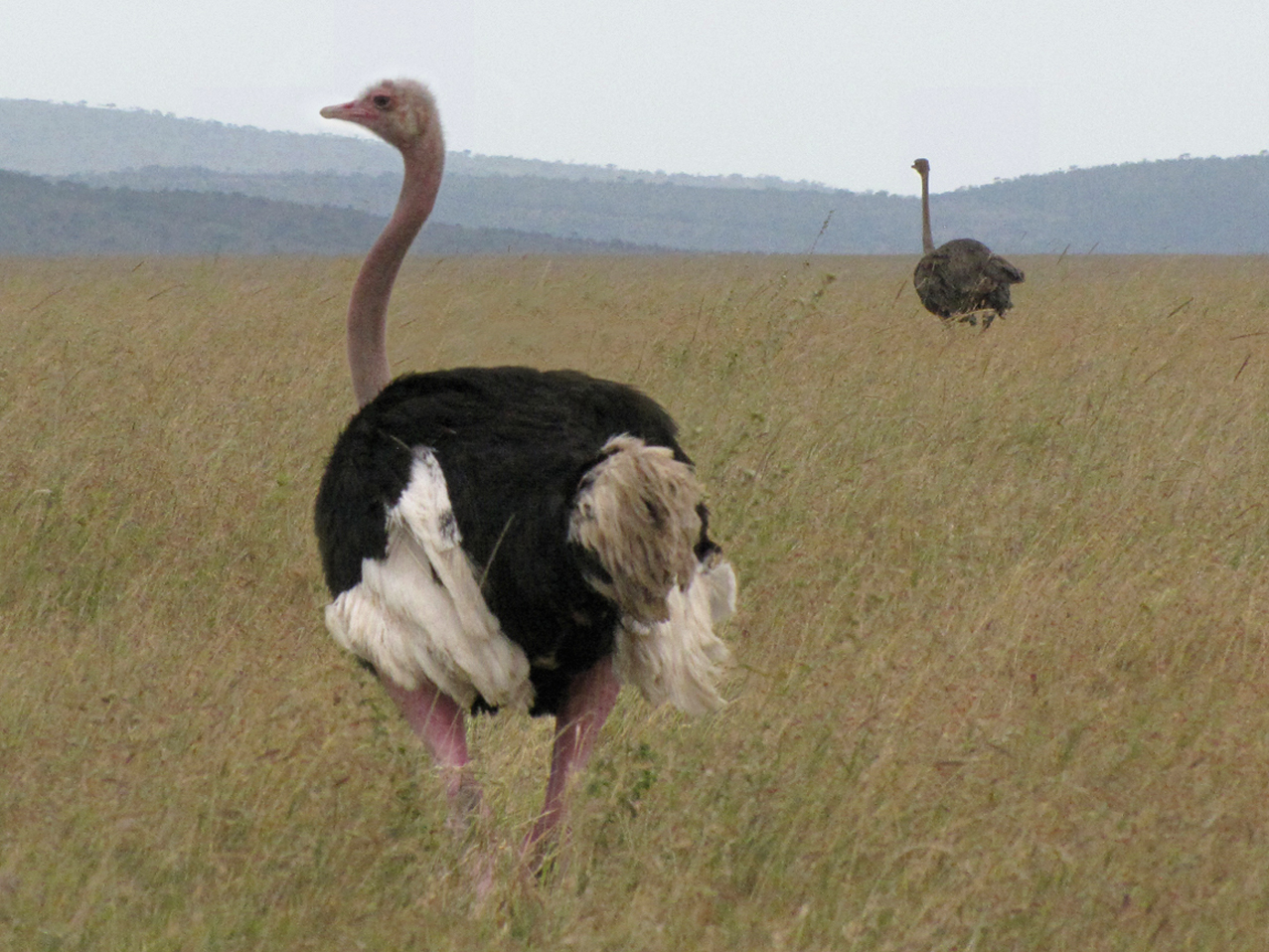 Miwani for Mwanza: Morning on the Serengeti - Safari Day 2
