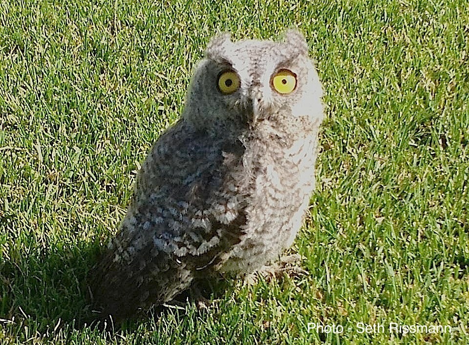 Raptor Identification and Photography: Owl Babies