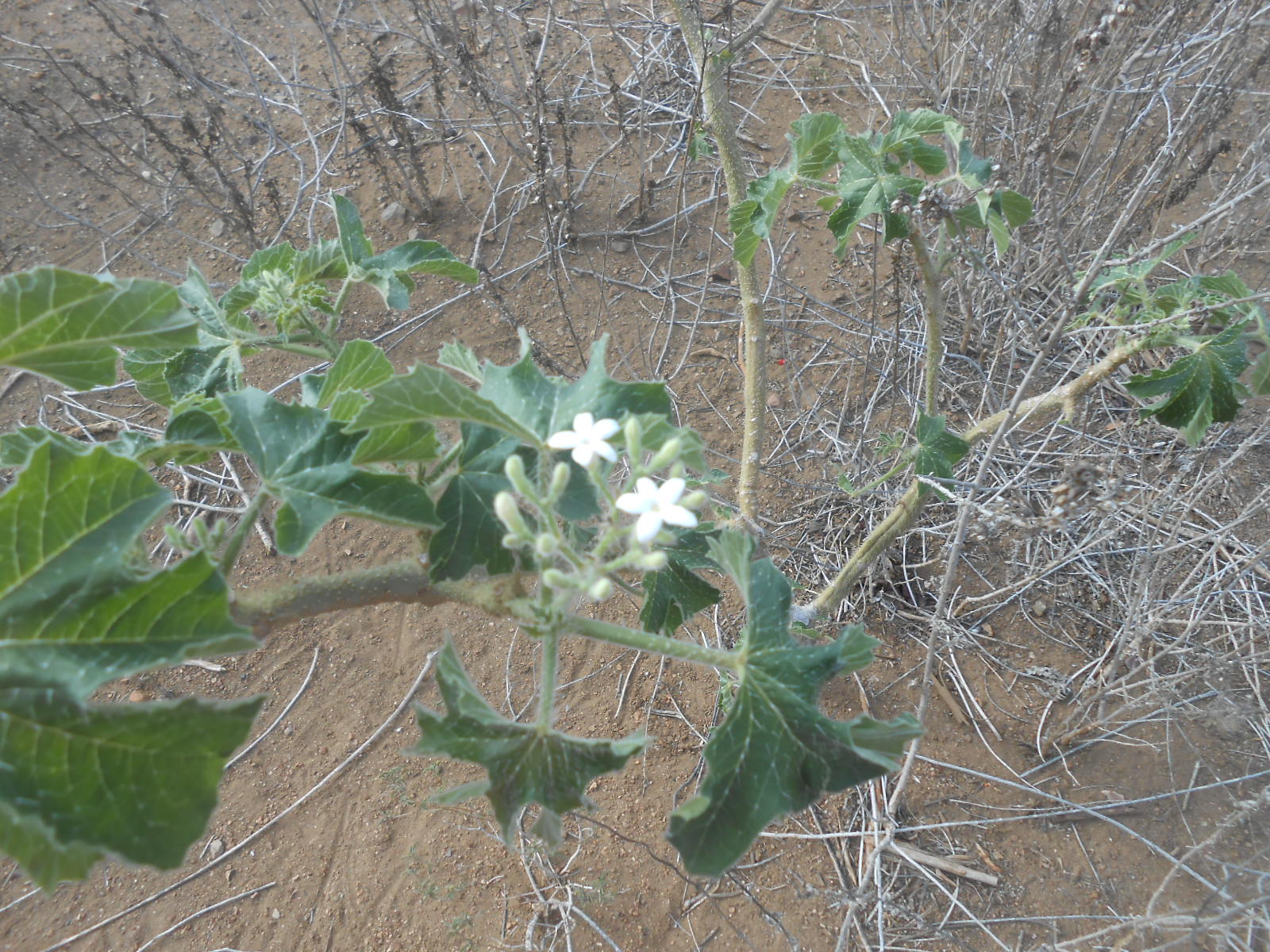 Hiking Curaçao - The Trails: 2016