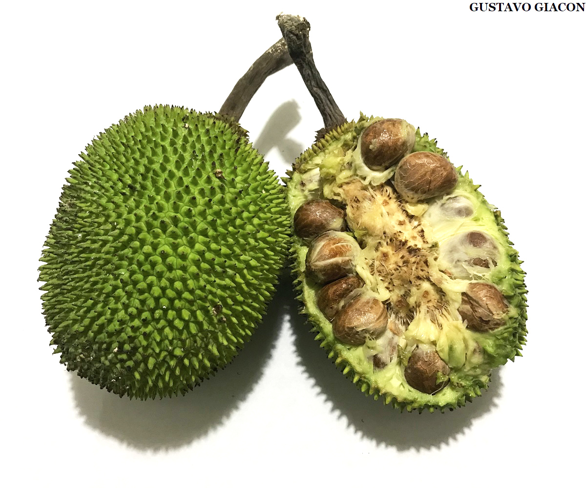 Viveiro Ciprest - Plantas Nativas e Exóticas: Fruta Pão ( Artocarpus ...