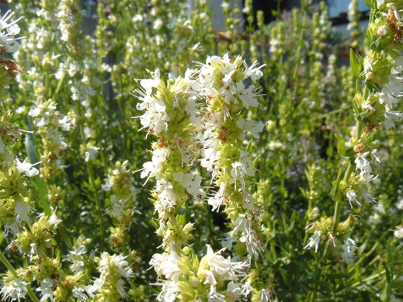 Seminte si plante de gradina hobby: Isop - Hyssopus officinale