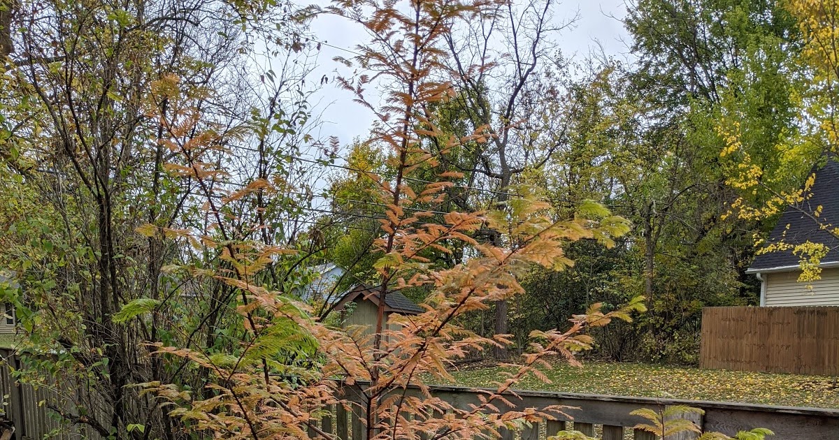 Dawn Redwood - Fall Show - October 2020