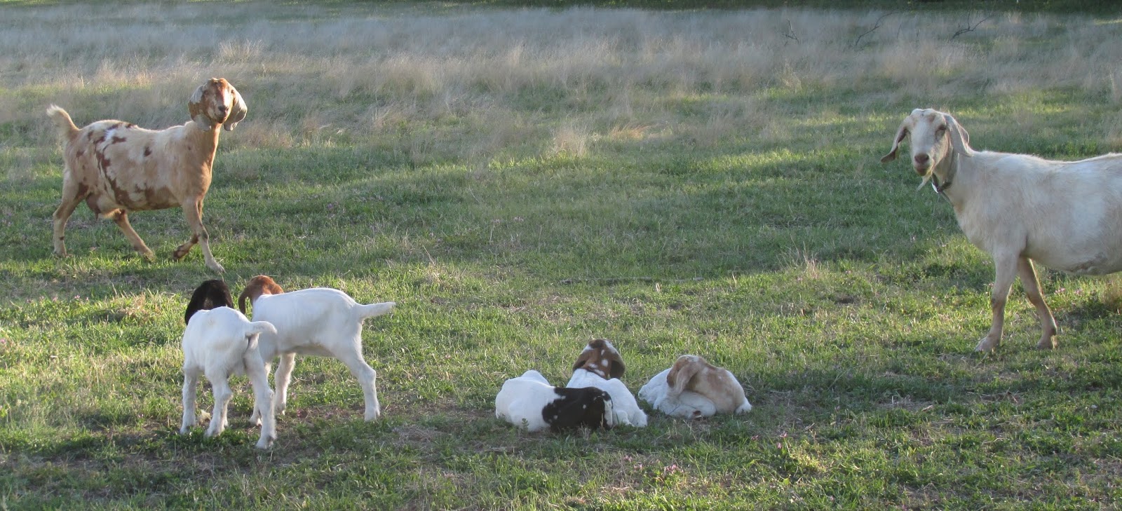 See the Beauty in the Ordinary: Sweet Baby Goats