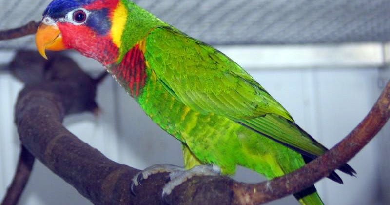 Perawatan Harian Nuri Dora Yang Baik Dan Benar - Sangkarlapis