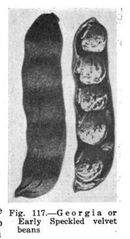 The Promise of Seeds: Magic in a Packet: 1916 - Newly Appreciated ...