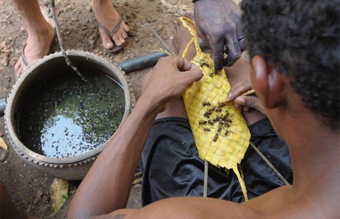 BIBOCA AMBIENTAL : FORMIGA TOCANDIRA