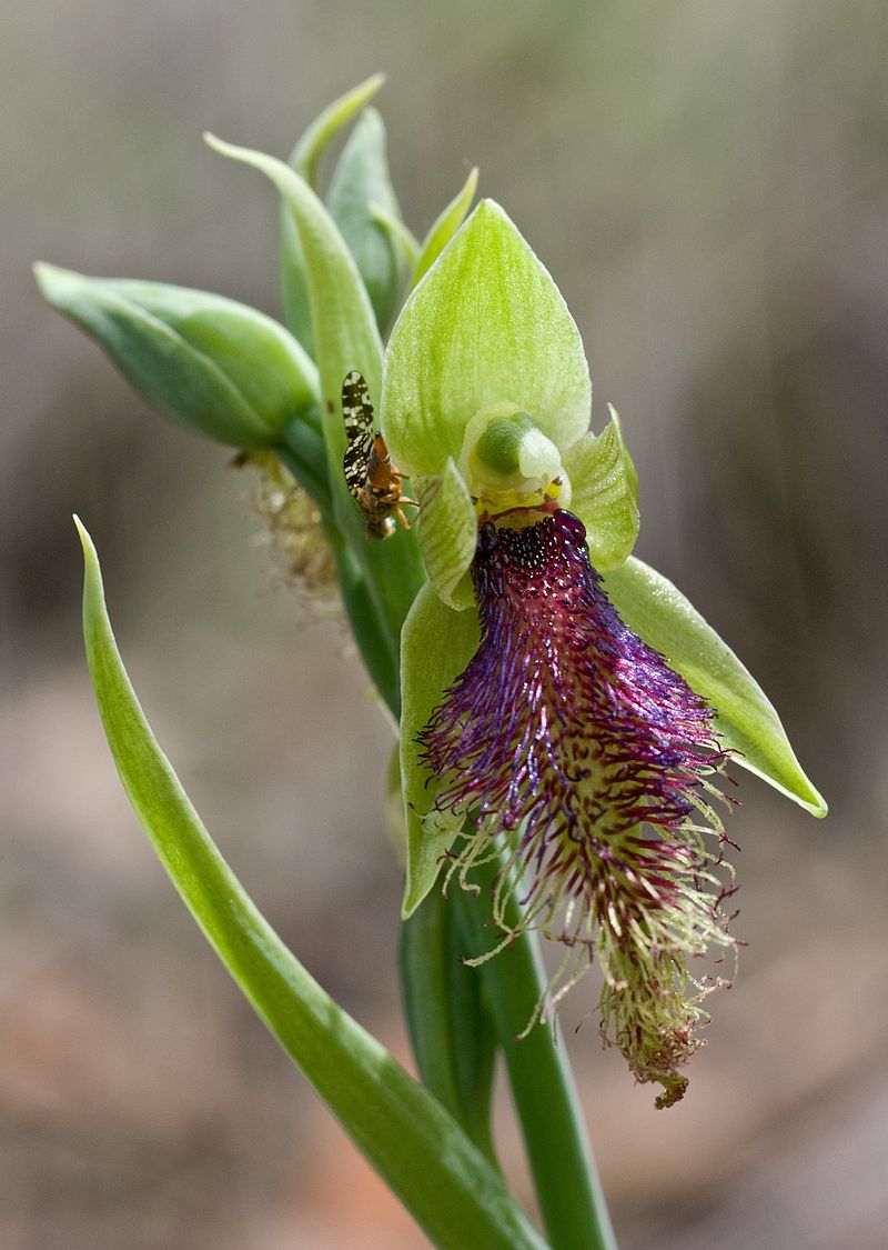 ОРХИДЕЯ Calochilus / Orchidaceae Calochilus