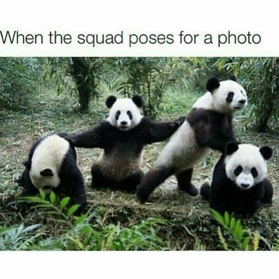 Funny Panda Memes that will make you laugh - Viral Pets Compilations