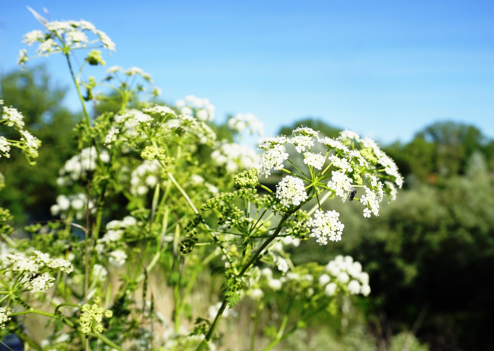 Plantas de Huerta Otea, Salamanca: Cicuta (Conium maculatum)