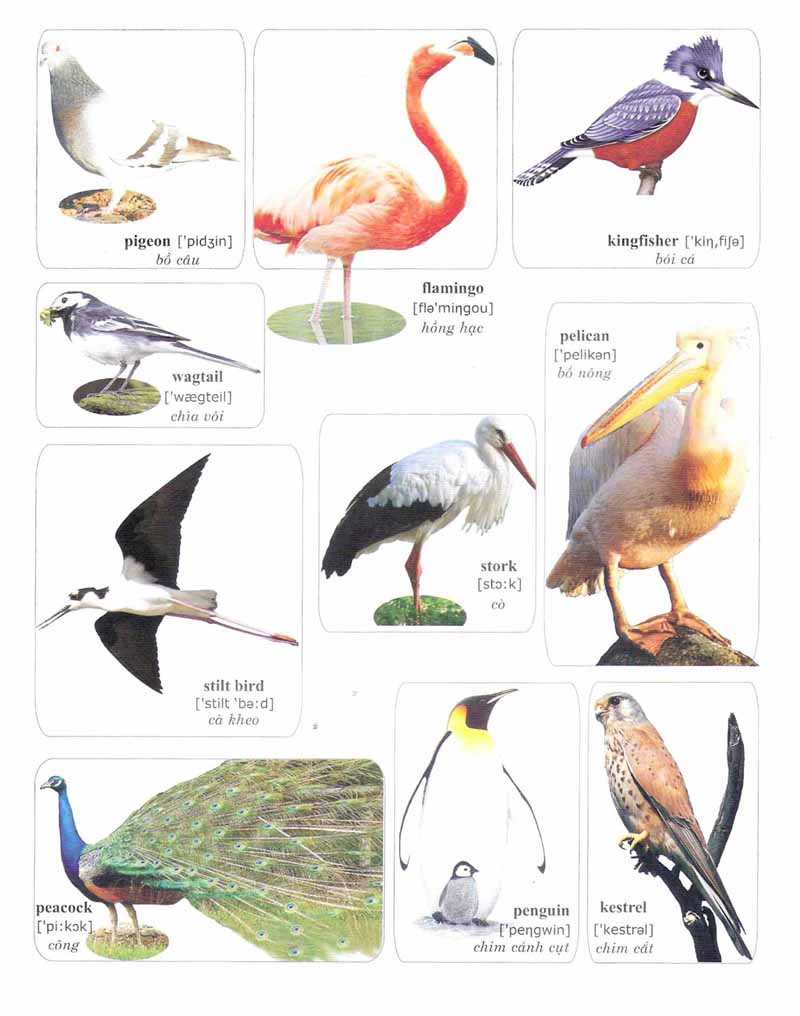 Learning Vocabulary with Pictures: Birds 3
