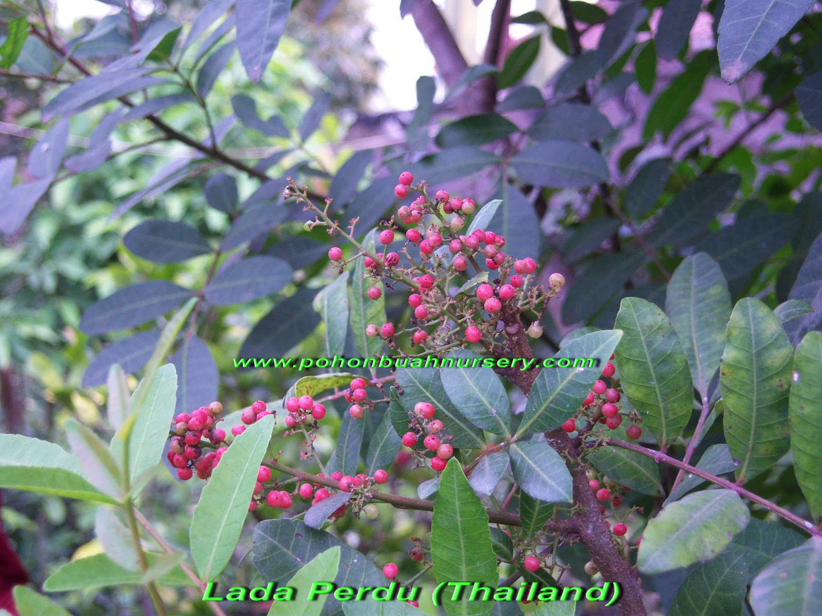 Pohon Lada